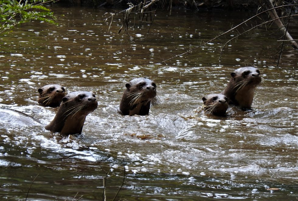 EXPEDICION RASTREO FAUNA DEL AMAZONAS. ANACONDAS